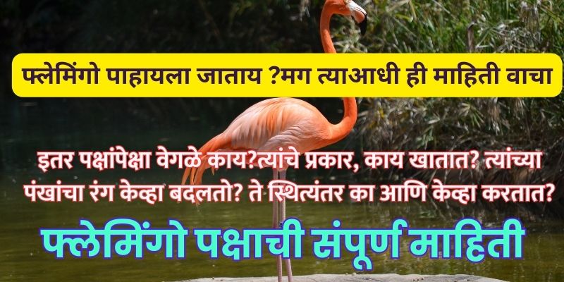 फ्लेमिंगो पक्षाची संपूर्ण माहिती l Full information of Flamingo Bird in ...